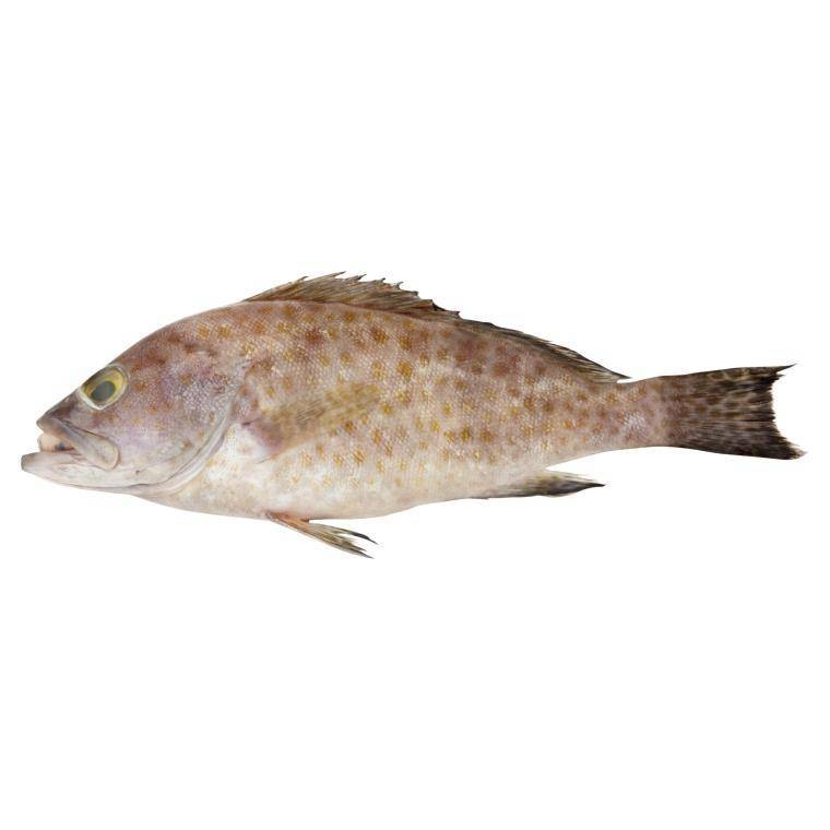 Ikan Kerapu | Grouper (1KG) - PasarHub - Online Fresh Market