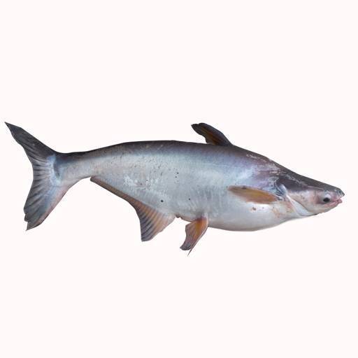 Ikan Patin Seekor | Silver Catfish (1KG-1.5KG)