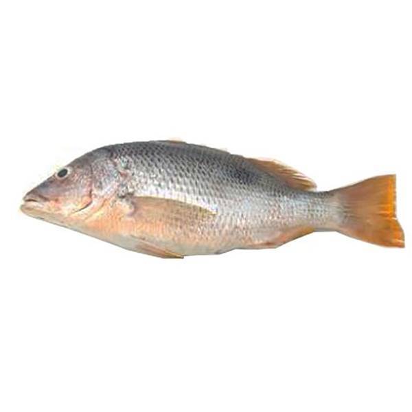 Ikan Jenahak | Golden Snapper (badan) - PasarHub - Online Fresh Market