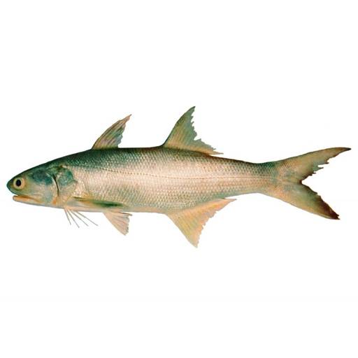 Ikan Senangin | Fourfinger Threadfin (1KG) - PasarHub